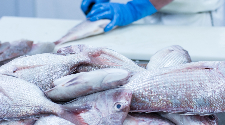 Home - Egmont Seafoods