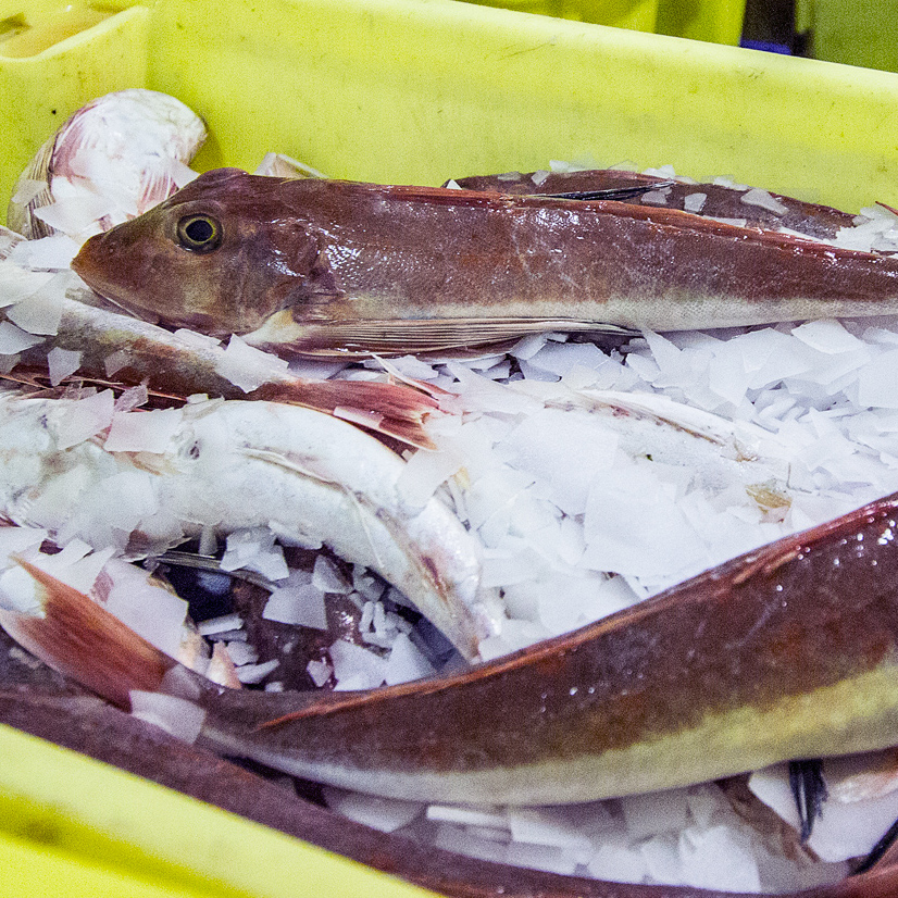 Fish storage tips - Egmont Seafoods